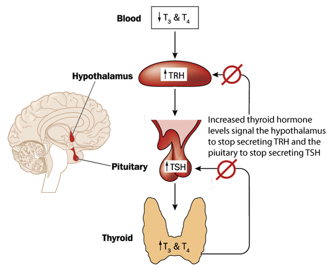 How do you test your thyroid and what do your thyroid test results mean?