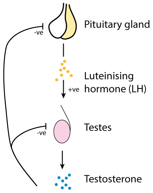 Low testosterone - symptoms, causes & testing