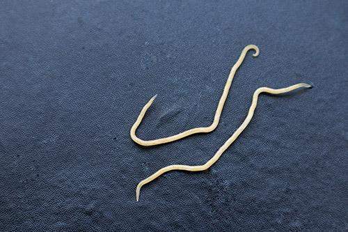 How to test for a parasite